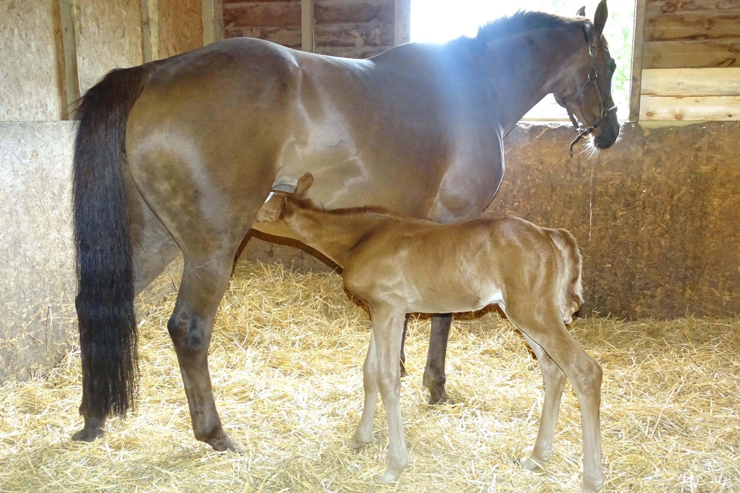 2025 Breeding season is around the corner! | Bell Equine